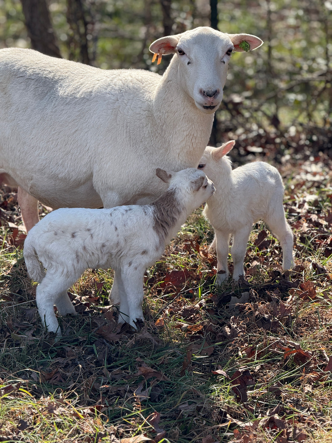 Kent Family Farm